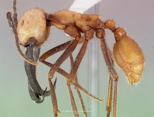Eciton burchellii - EcuRed