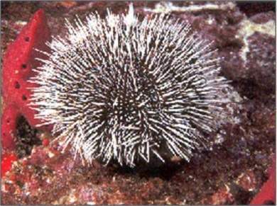 Tripneustes ventricosus - EcuRed