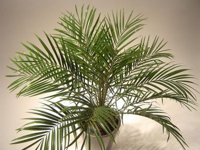 Palmas ornamentales - EcuRed