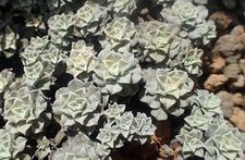 Antennaria aromatica - EcuRed