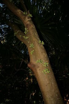 Ficus coronata - EcuRed