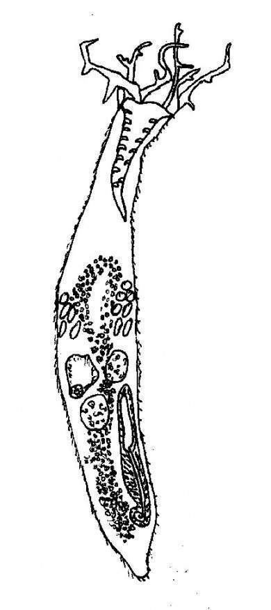 Alcicornis carangis - EcuRed