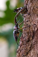 Insecto - EcuRed