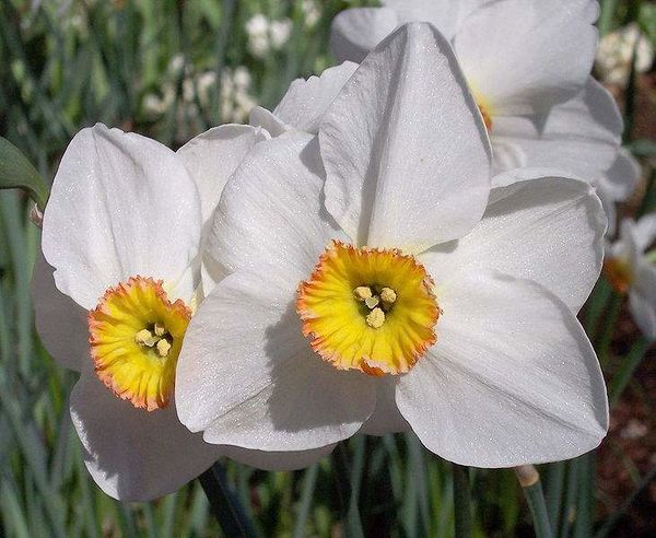 Narciso (Flor) - EcuRed