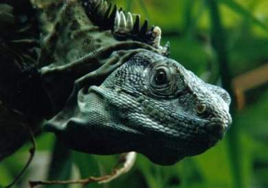 Iguana negra - EcuRed