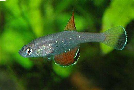 Spectrolebias semiocellatus - EcuRed