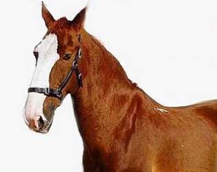 Caballo - EcuRed