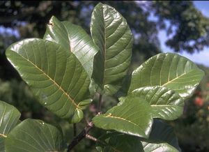 Ficus recurvata - EcuRed