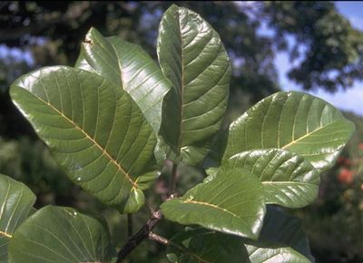 Ficus recurvata - EcuRed