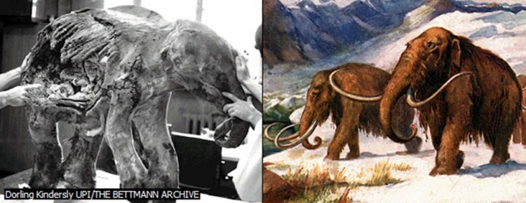 Era Cenozoica - EcuRed