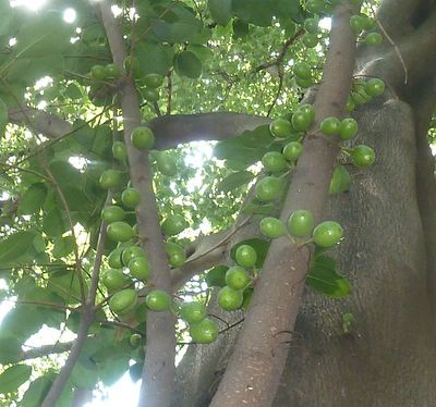 Ficus polita - EcuRed
