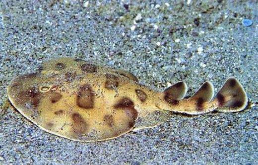 Narcine brasiliensis - EcuRed