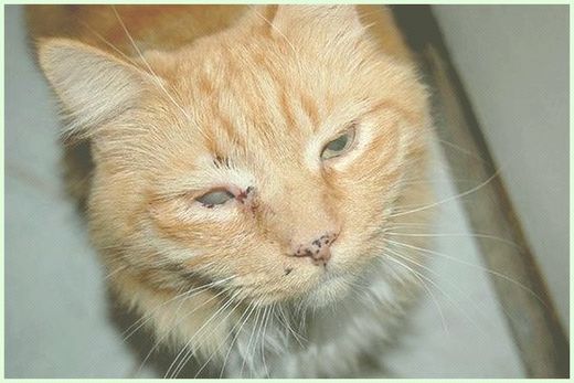 Clamidia felina - EcuRed
