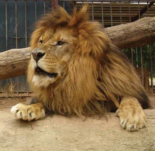León de Atlas - EcuRed