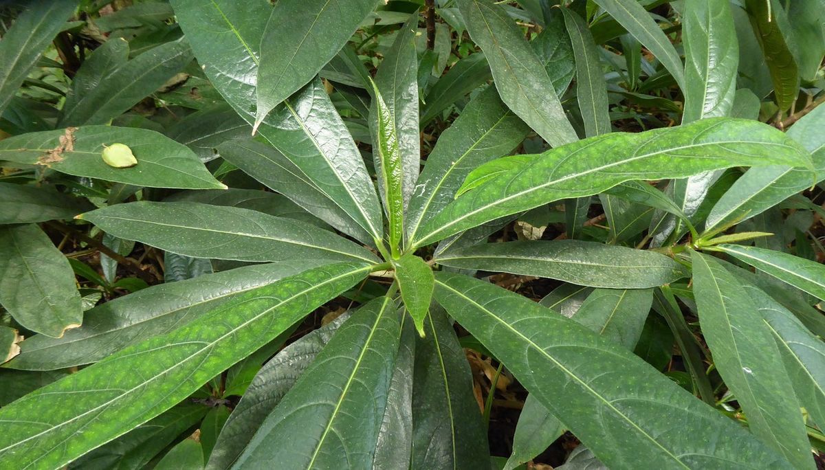 Ficus squamosa - EcuRed