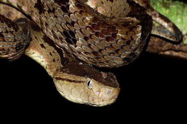 Bothrops asper - EcuRed