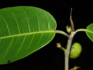 Ficus osensis - EcuRed