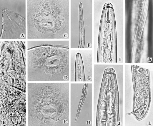 Meloidogyne arenaria - EcuRed