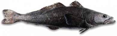 Merluza negra - EcuRed