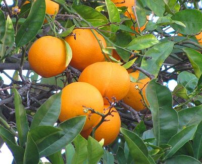 Citrus × sinensis - EcuRed