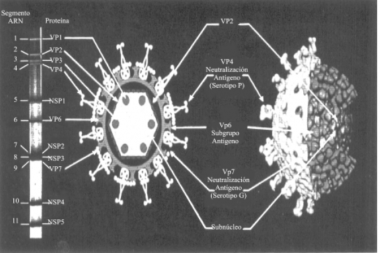 Rotavirus en humanos - EcuRed