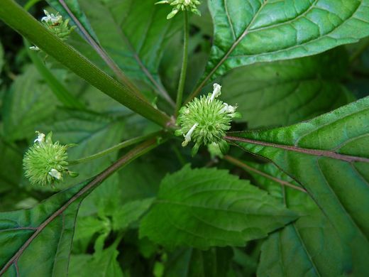 Hyptis capitata jacq - EcuRed