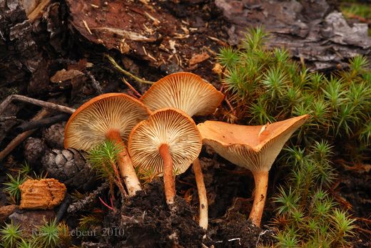 Clitocybe sinopica - EcuRed