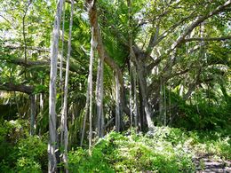 Ficus grevei - EcuRed