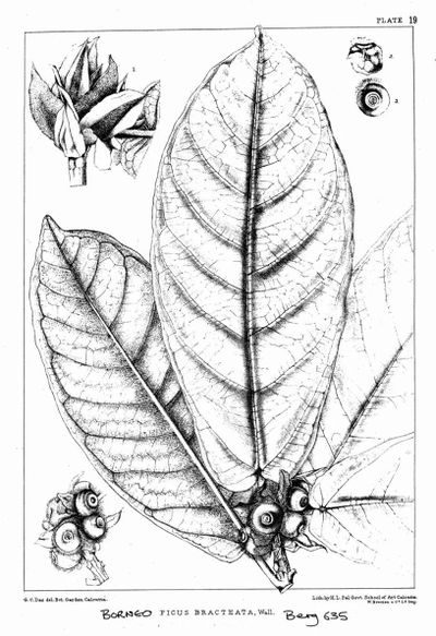 Ficus bracteata - EcuRed