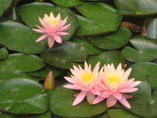 Nymphaeaceae - EcuRed