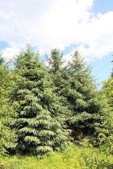 Picea asperata - EcuRed
