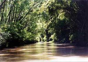 Delta del río Paraná - EcuRed