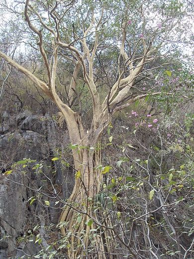 Ficus petiolaris - EcuRed