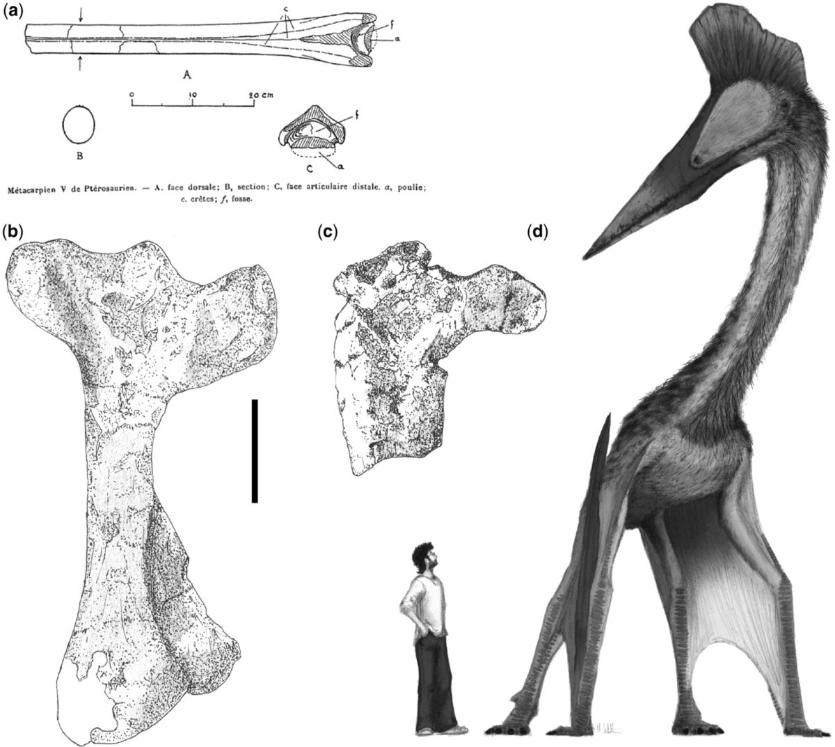 Arambourgiania - EcuRed