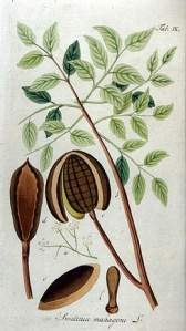 Caoba centroamericana - EcuRed