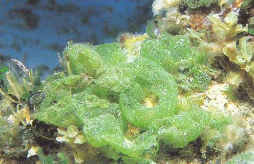 Microdictyon marinum - EcuRed