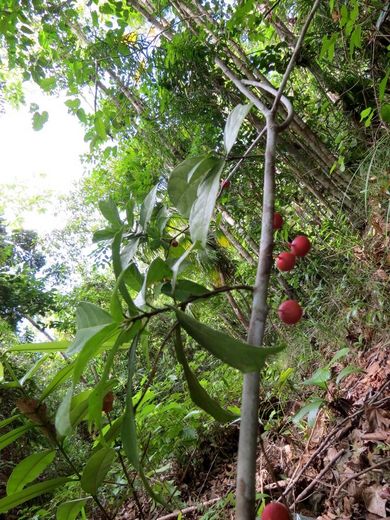 Ficus wassa - EcuRed