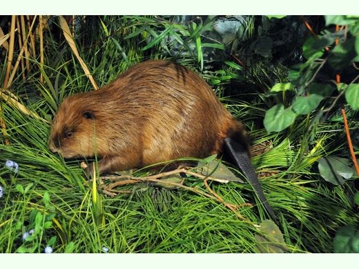 Castor fiber (Castor europeo) - EcuRed