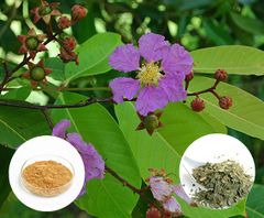 Banaba - EcuRed