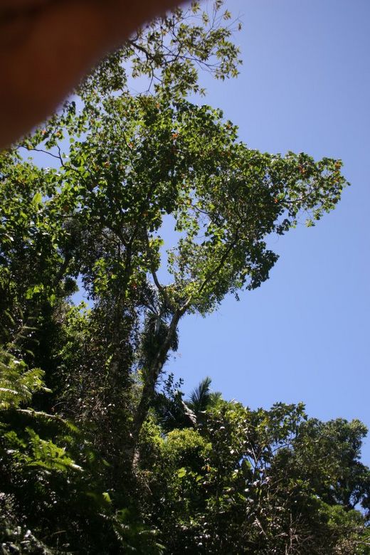 Croton mongue - EcuRed