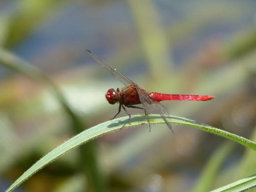 Erythrodiplax fusca - EcuRed