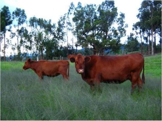 Red Poll - EcuRed