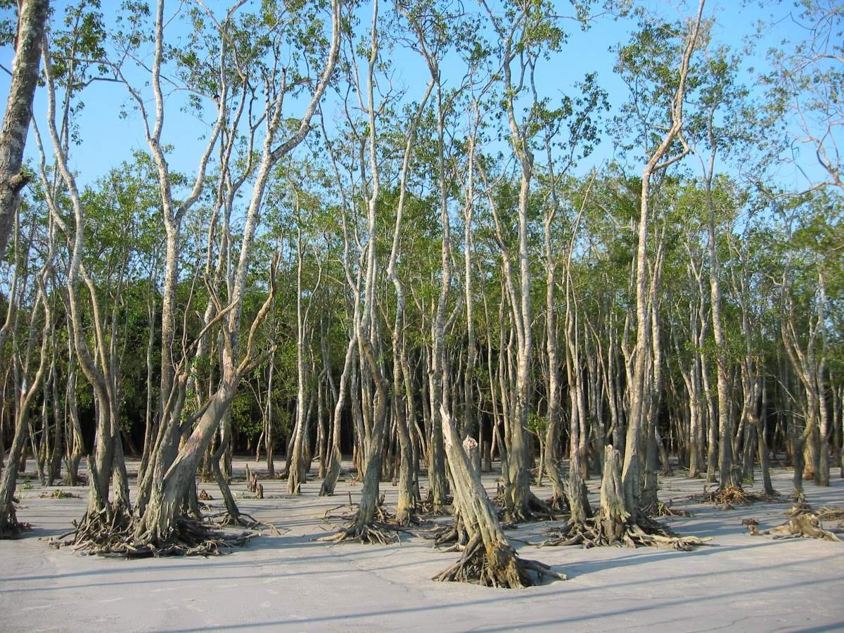 Parque nacional de Sundarbans - EcuRed