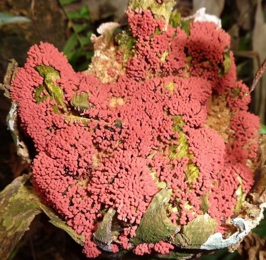 Arcyria denudata - EcuRed