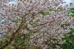 Roble blanco - EcuRed