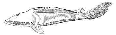 Hemicyclaspis - EcuRed