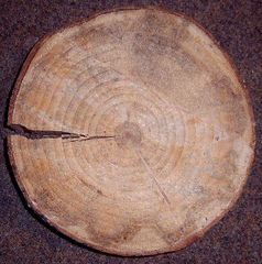 Abies grandis - EcuRed