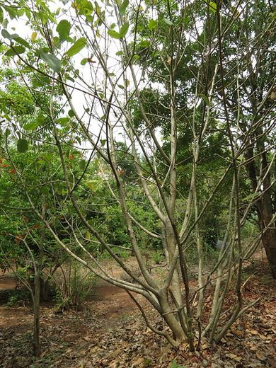 Ficus beddomei - EcuRed