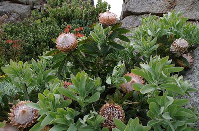 Protea scolymocephala - EcuRed