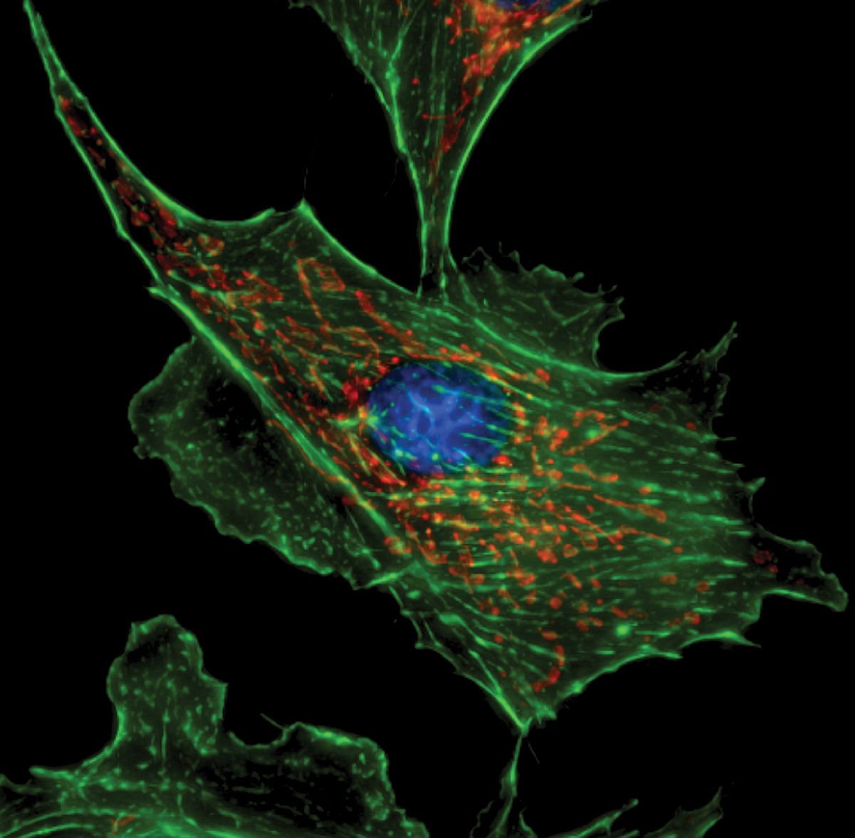 Fibroblastos - EcuRed